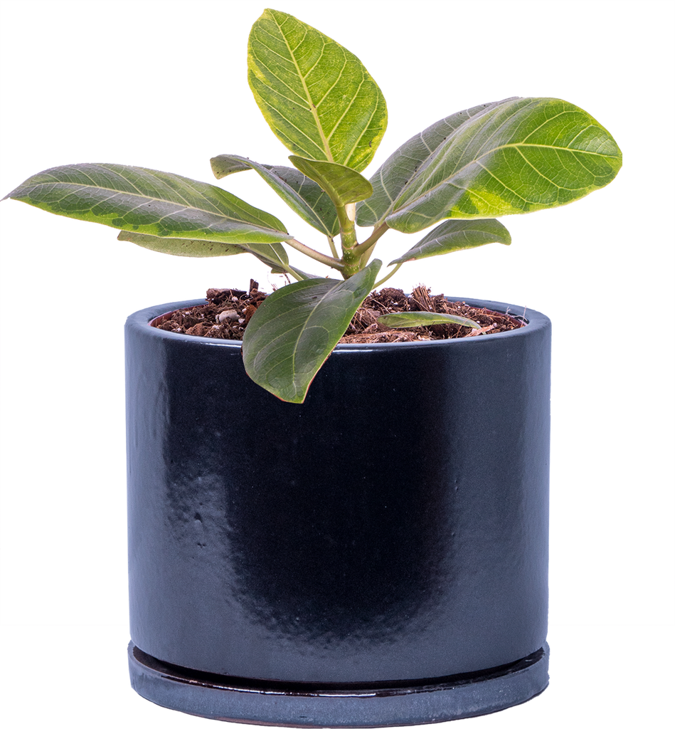 Ficus Altissima | Council Tree | 6" Pot | Houseplant | Plantsome