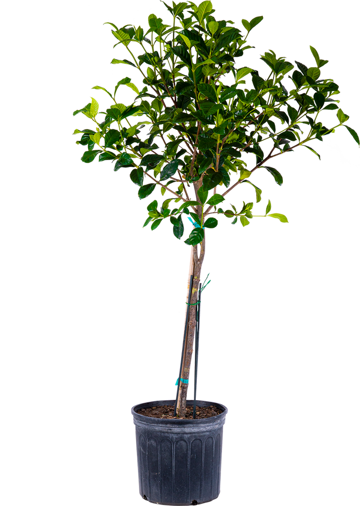 Gardenia Standard | 10" Pot | Garden Plant | Plantsome