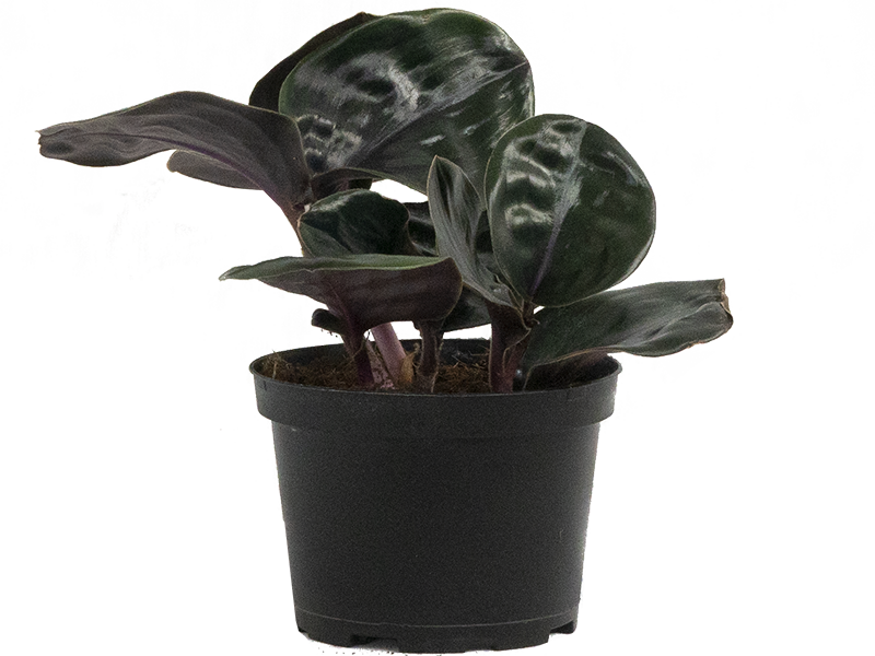 Geogenanthus Ciliatus | Geo Plant | 6" Pot | Pet Friendly Houseplant ...