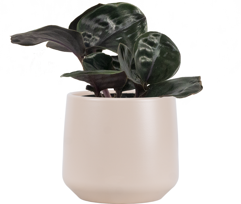 Geogenanthus Ciliatus | Geo Plant | 6" Pot | Pet Friendly Houseplant ...