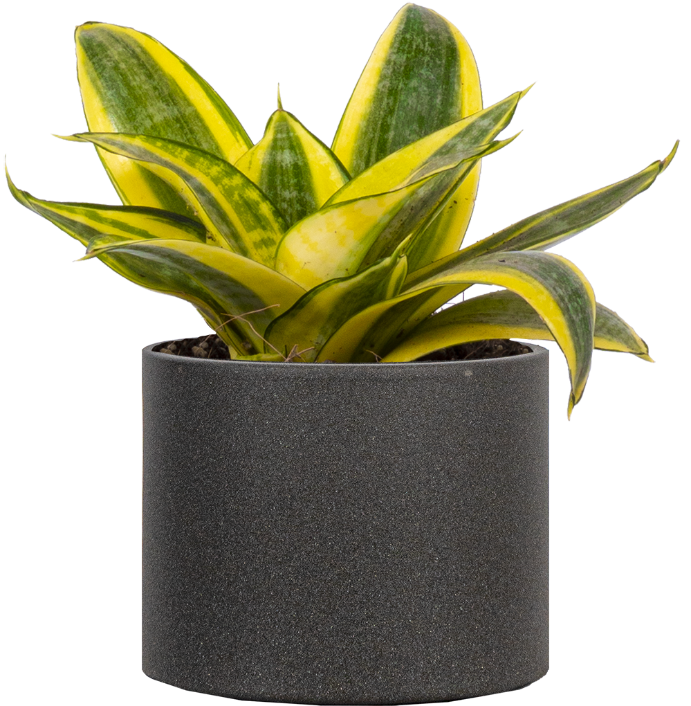 Sansevieria Golden Hahnii | Birds Nest Snake Plant | 4" Pot | Easy Care ...