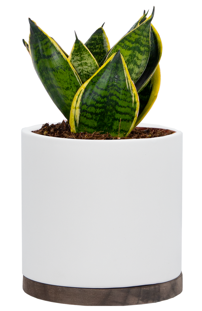Sansevieria Golden Hahnii | Birds Nest Snake Plant | 6" Pot | Easy Care ...