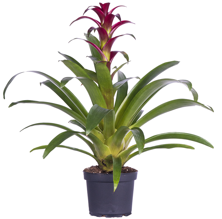 Guzmania Hope Purple | Bromeliad | 6" Pot | Pet Friendly And Easy Care ...