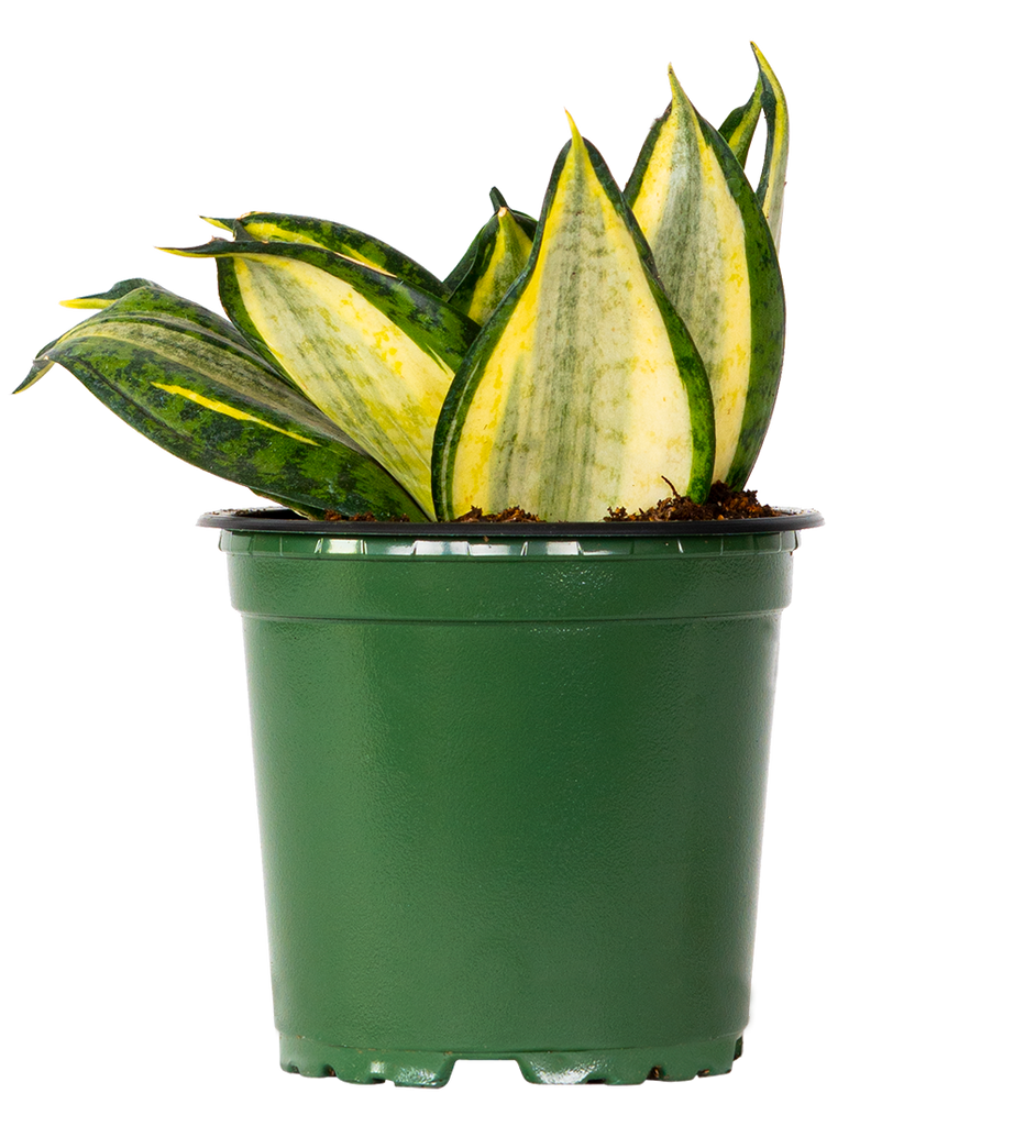 Sansevieria Golden Hahnii | Birds Nest Snake Plant | 4" Pot | Easy Care ...