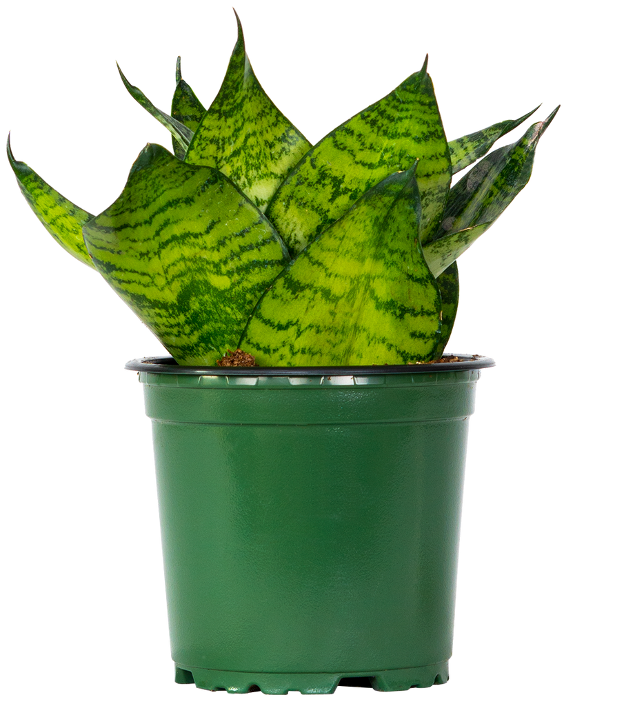 Sansevieria Green Hahnii | Birds Nest Snake Plant | 4" Pot | Easy Care ...