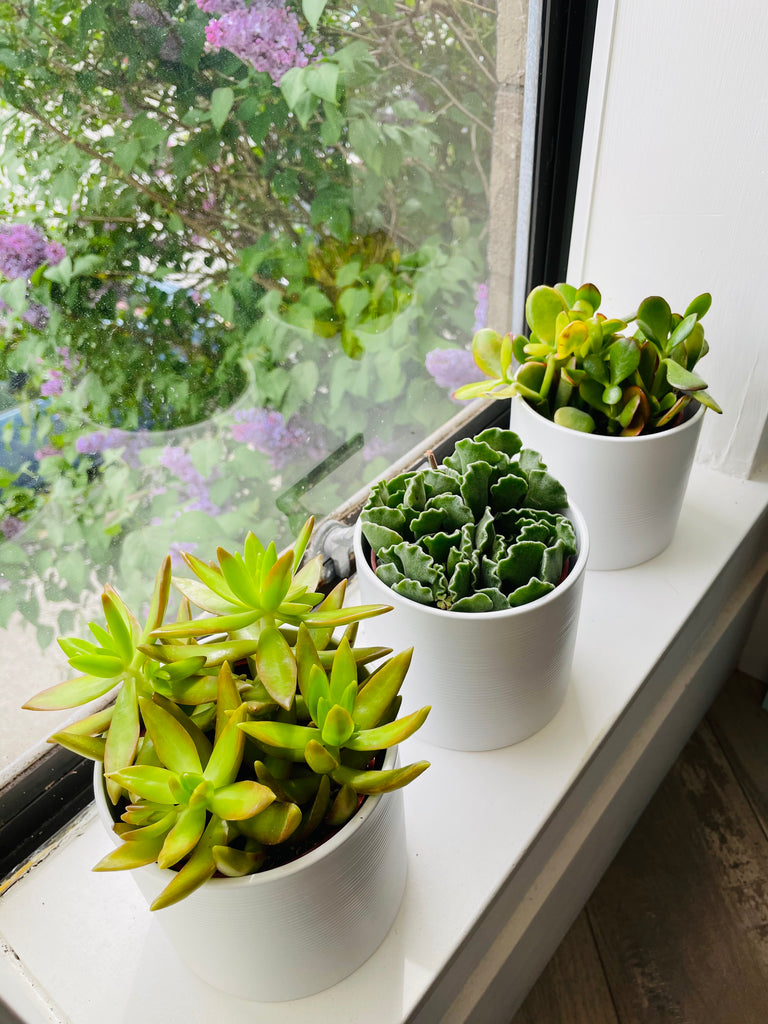 Succulent Trio - Assorted | | Easy Care Houseplant | Plantsome