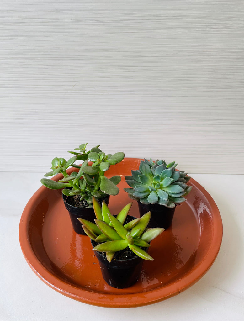 Succulent Trio - Assorted | 2.5" Pot | Easy Care | Plantsome