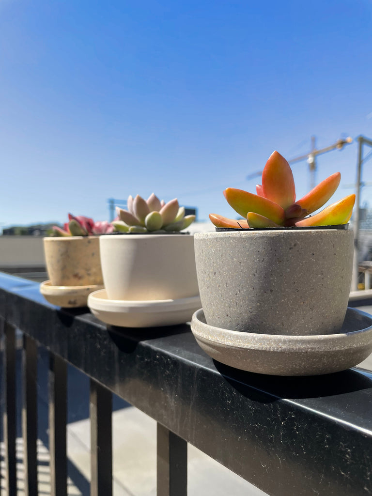 Succulent Trio - Assorted | 2.5" Pot | Easy Care | Plantsome