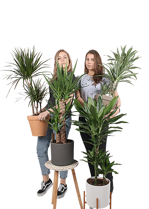 Joshua Tree Cane Yucca | 10" Pot | Easy Care Houseplant | Plantsome