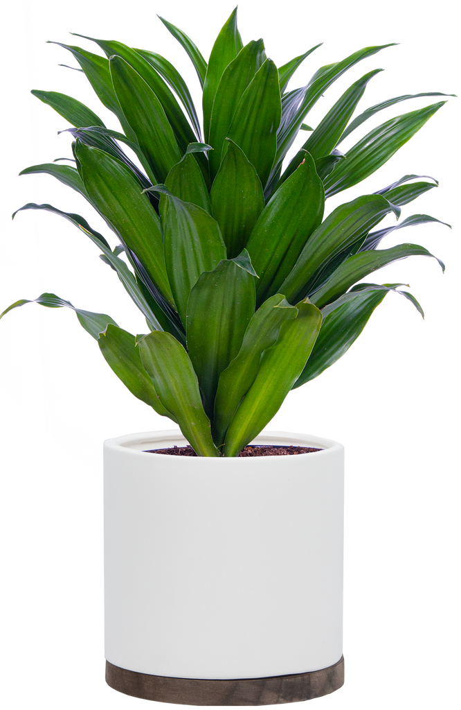 Dracaena Janet Craig Compacta | 6" Pot | Easy Care Houseplant | Plantsome