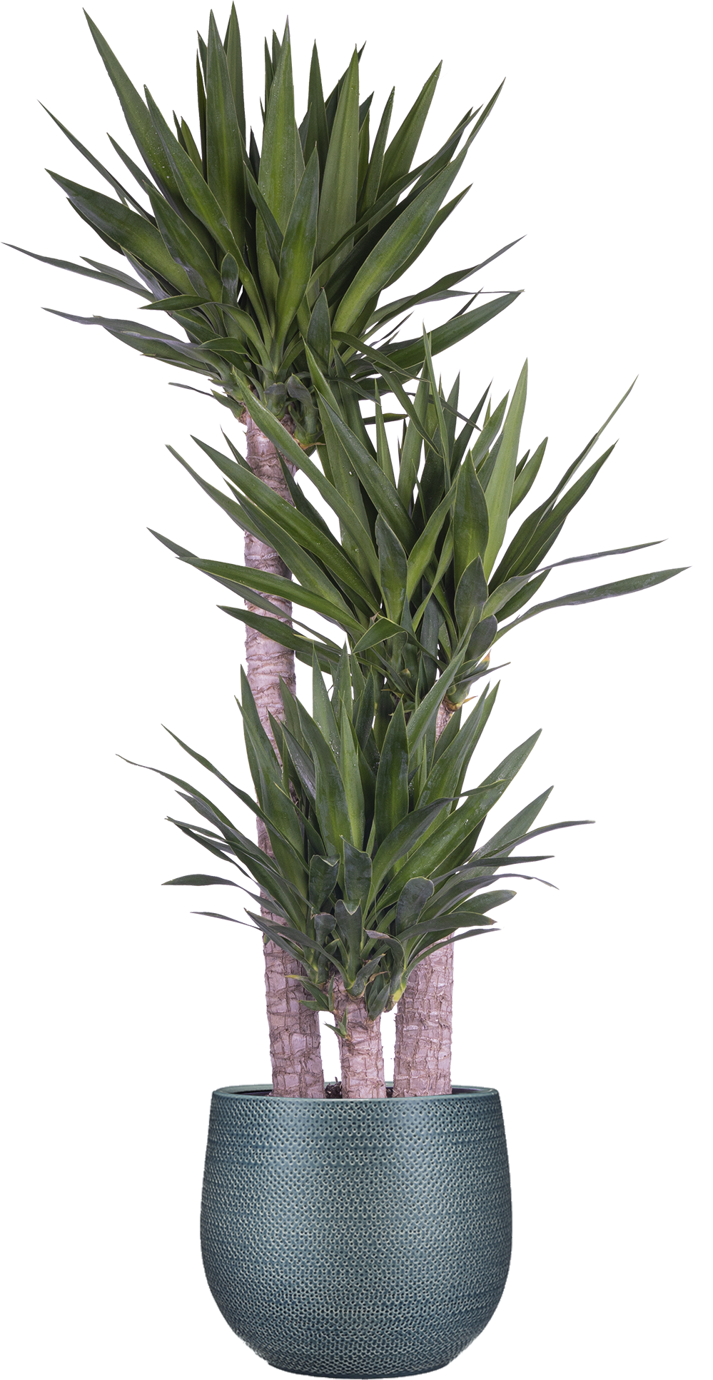Joshua Tree Cane Yucca | 22.5" Pot | Easy Care Houseplant | Plantsome