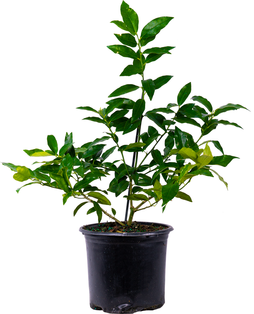 Citrus Key Lime | 8" Pot | Garden Plant | Plantsome