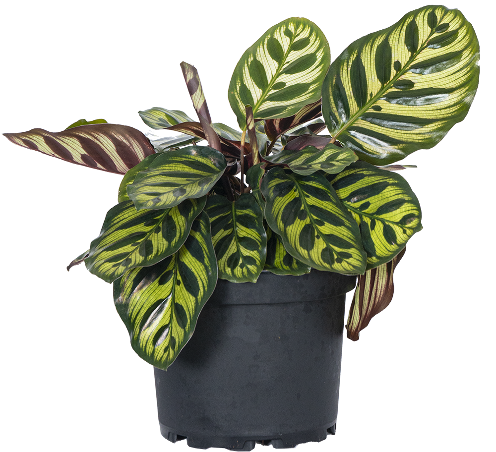 Calathea Makoyana | Peacock Plant | 6" Pot | Pet Friendly Houseplant ...