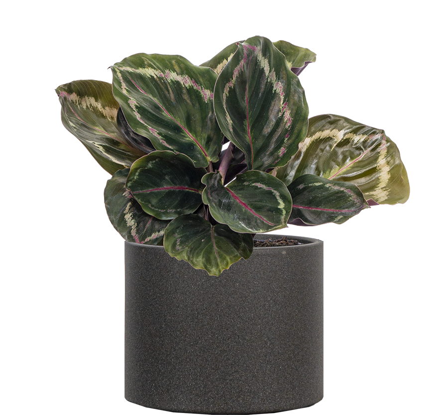 Calathea Medallion | 4" Pot | Pet Friendly Houseplant | Plantsome