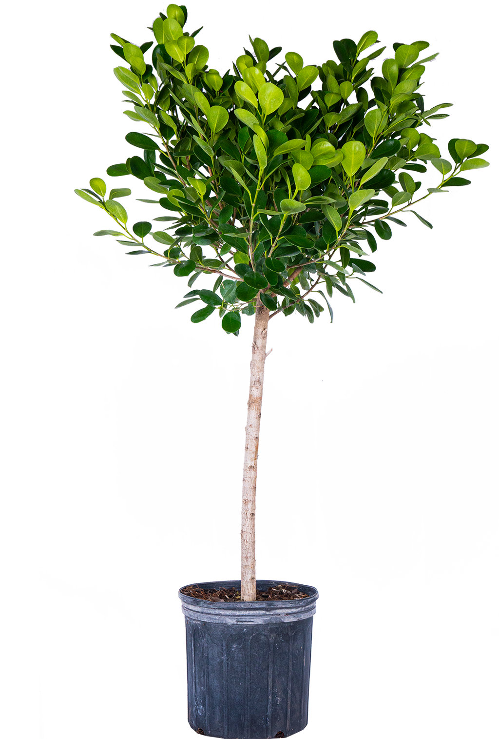 Ficus Microcarpa | Moclame | 10" Pot | Houseplant | Plantsome