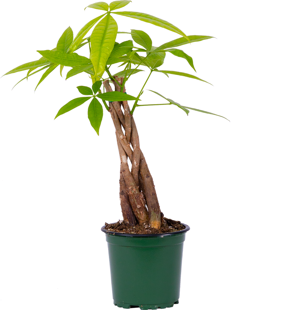 Pachira Aquatica | Money Tree | 11cm | Easy Care Houseplant | Plantsome