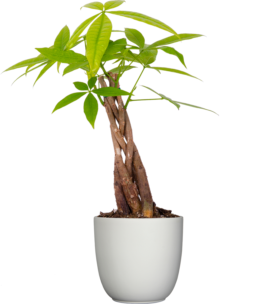 Pachira Aquatica | Money Tree | 11cm | Easy Care Houseplant | Plantsome