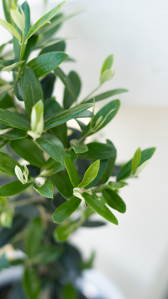 Olea | Olive Tree | 6" Pot | Pet Friendly And Easy Care Houseplant ...