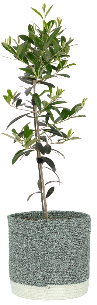 Olea | Olive Tree | 6" Pot | Pet Friendly And Easy Care Houseplant ...