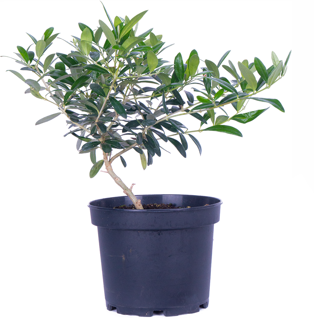 Olea | Olive Tree | 6" Pot | Pet Friendly And Easy Care Houseplant ...