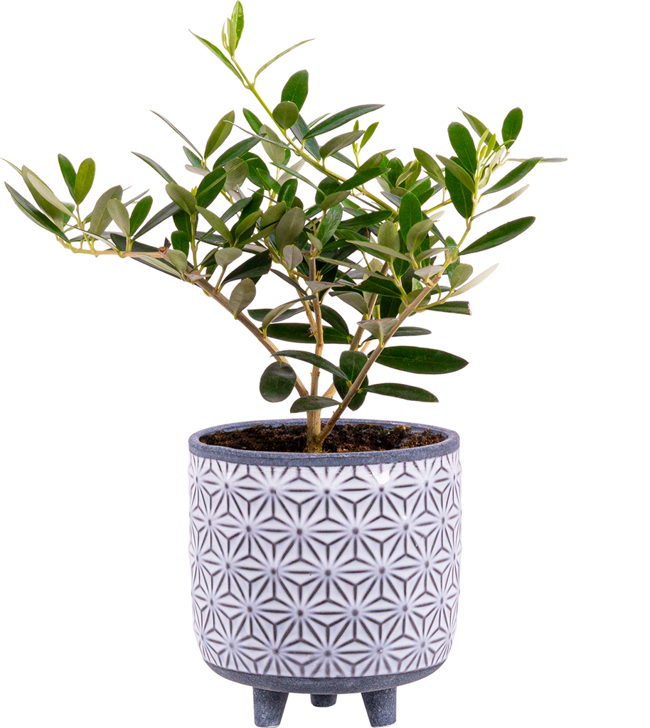 Olea | Olive Tree | 4" Pot | Pet Friendly And Easy Care Garden Plant ...