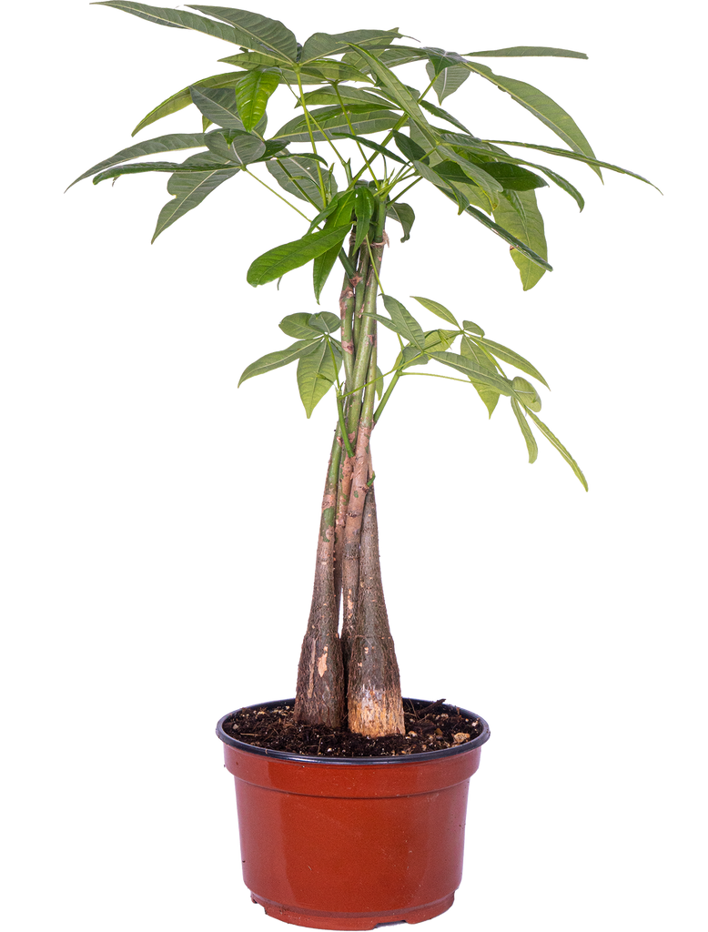 Pachira Aquatica | Money Tree | 8" Pot | Easy Care Houseplant | Plantsome