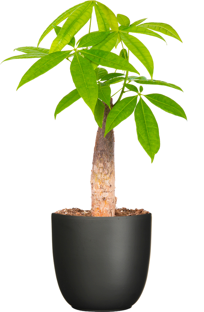 Pachira Aquatica | Money Tree Stump | 6" Pot | Easy Care Houseplant ...