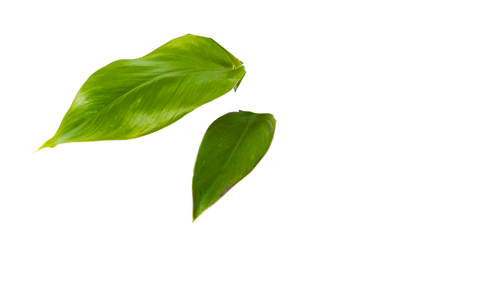 Philodendron Imperial Green | 4" Pot | Easy Care Houseplant | Plantsome