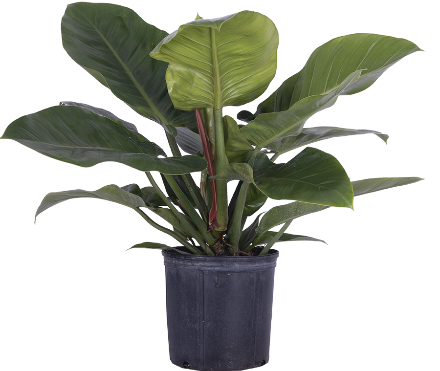 Philodendron Imperial Green | 10" Pot | Easy Care Houseplant | Plantsome