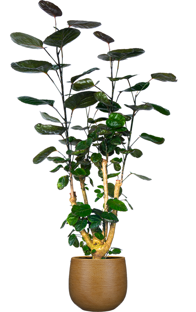 Polyscias Fabian | Aralia stump | 8" Pot | Houseplant | Plantsome