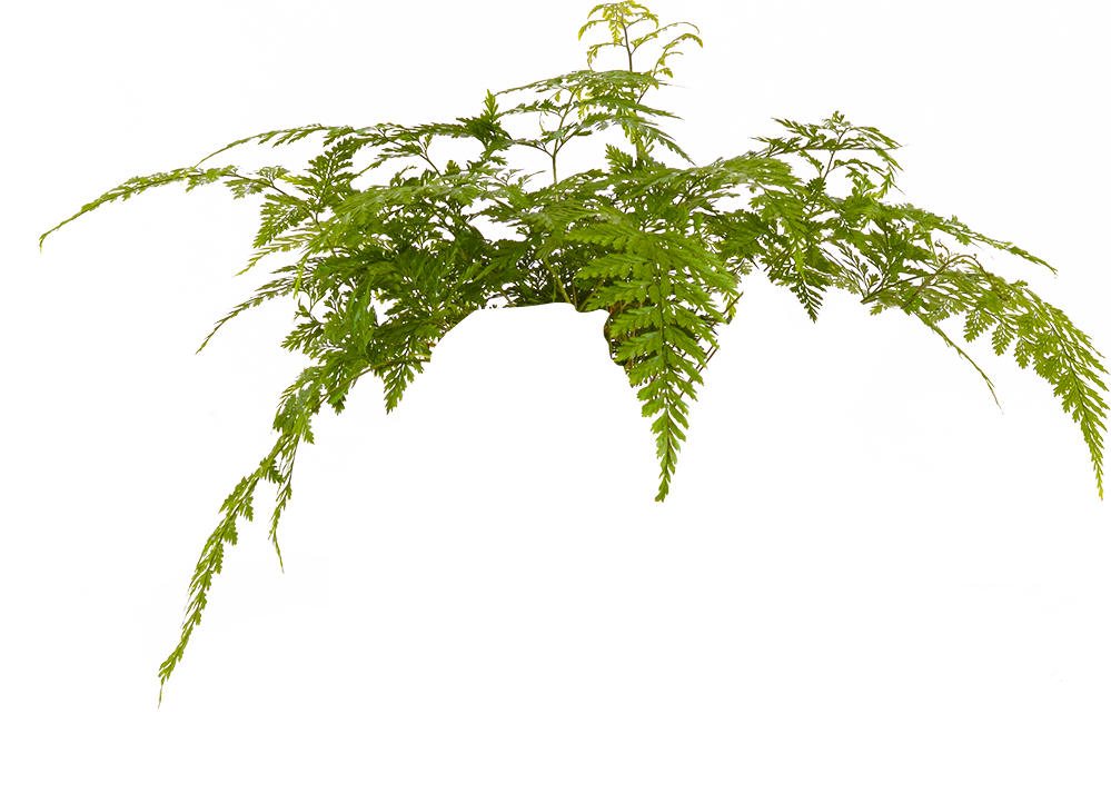 Davallia Fejeensis | Rabbits Foot Fern | 6" Pot | Pet Friendly ...