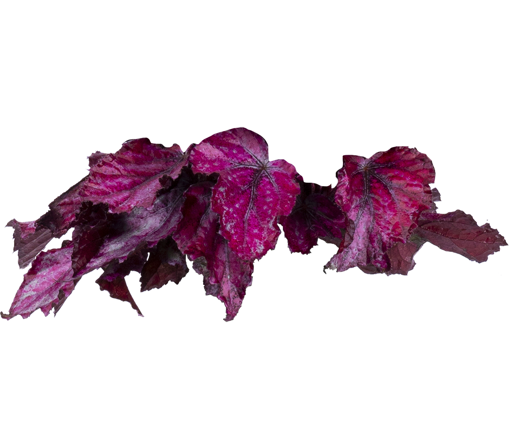 Begonia Red Rex | Painted Leaf | 4" Pot | Houseplant | Plantsome