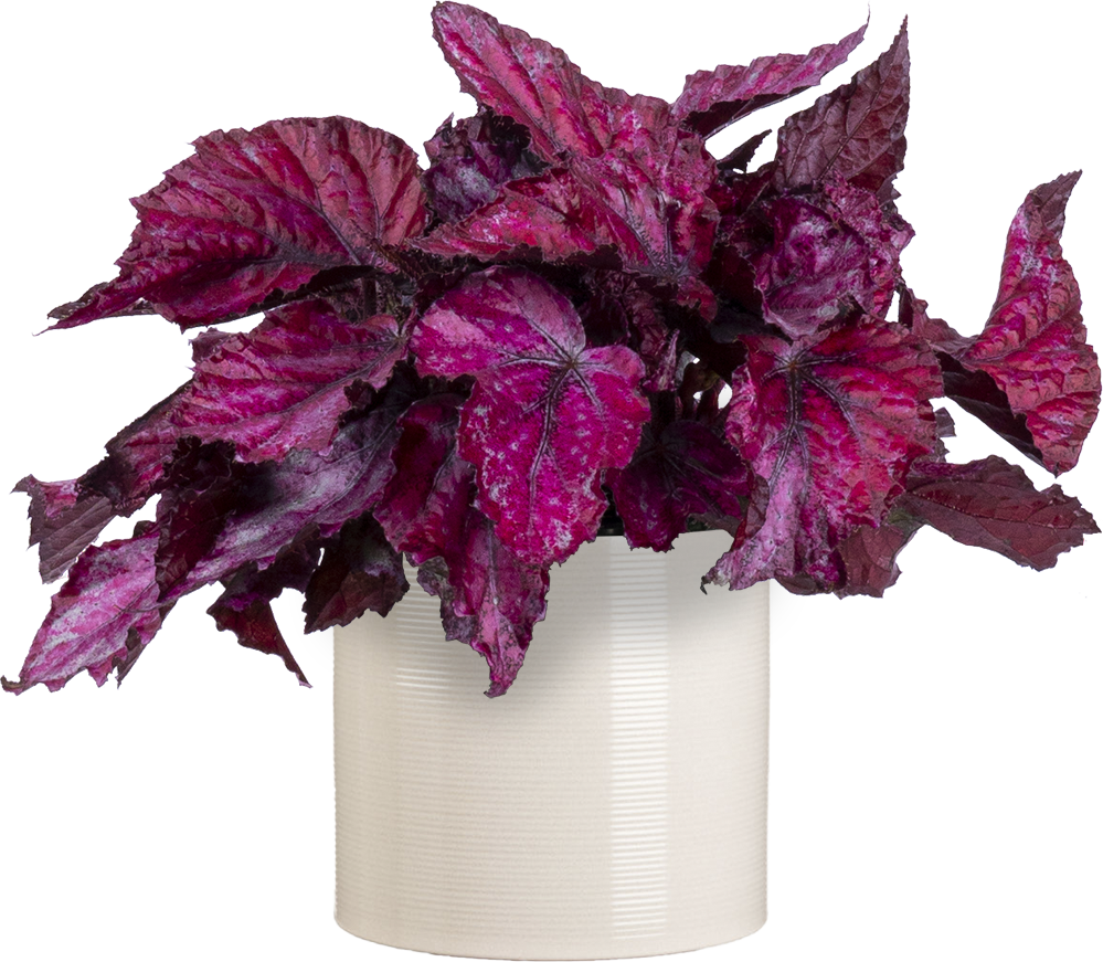 Begonia Red Rex | Painted Leaf | 4" Pot | Houseplant | Plantsome