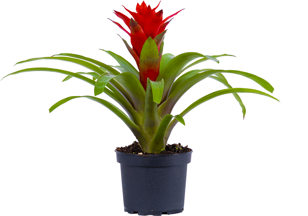Guzmania Hope Red | Bromeliad | 6" Pot | Pet Friendly And Easy Care ...