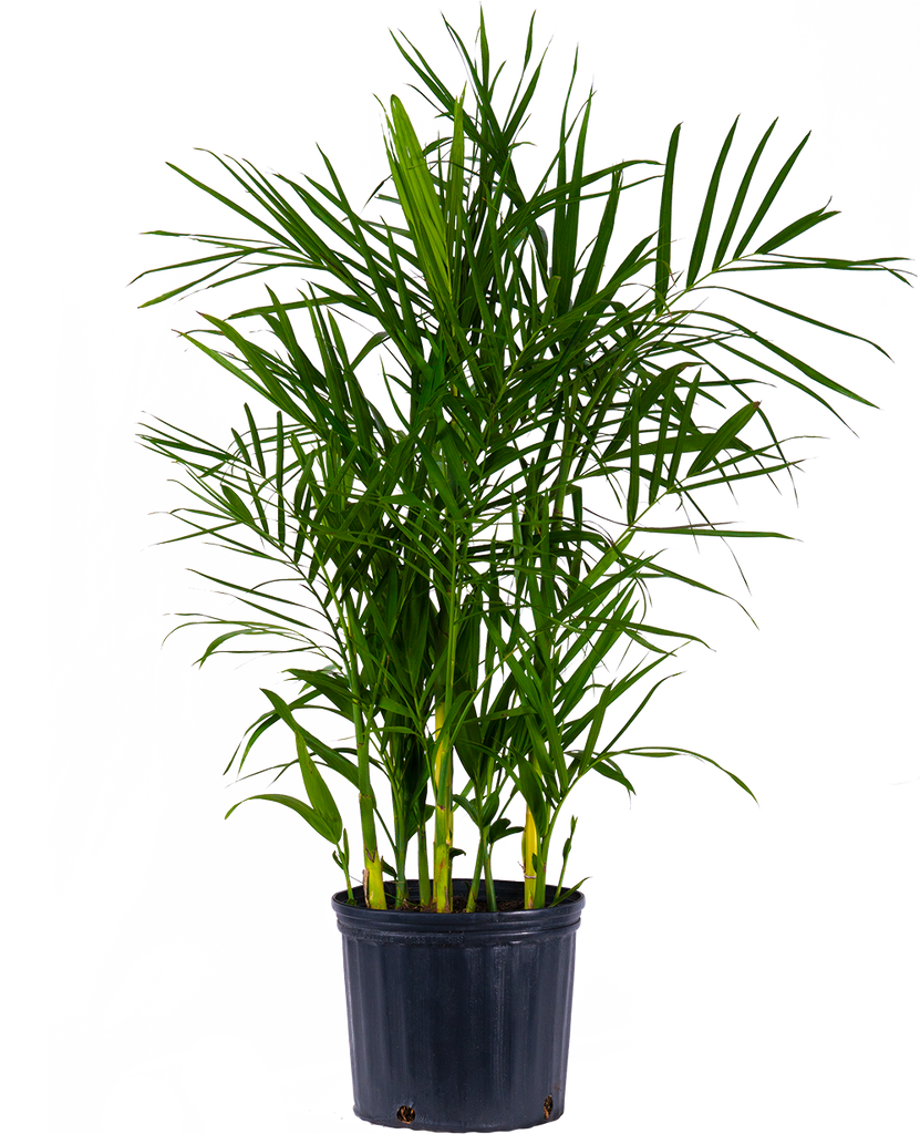 Chamaedorea Seifrizi | Reed Palm | 26cm | Pet Friendly Houseplant ...