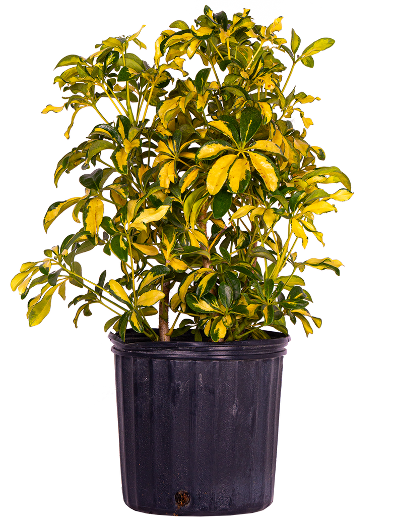 Schefflera Gold Capella | 10" Pot | Houseplant | Plantsome