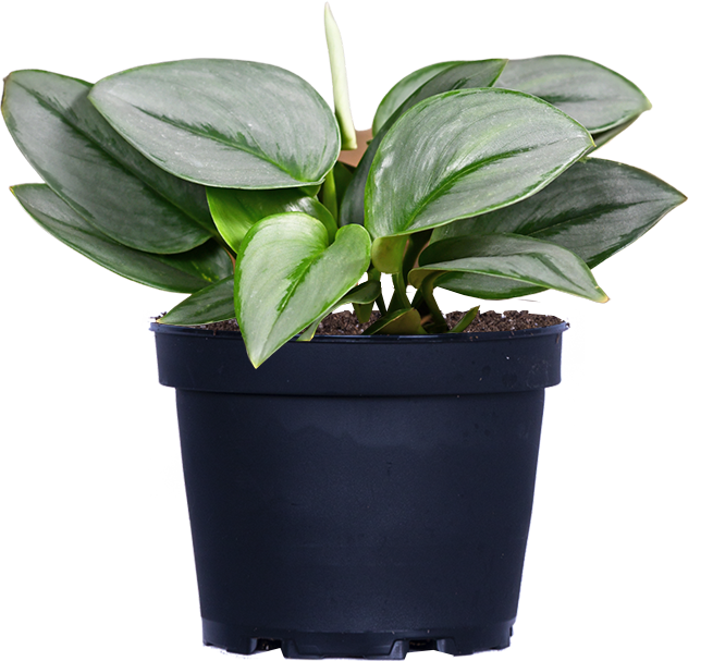 Scindapsus Treubii Moonlight | Sterling Silver Pothos | 6" Pot | Easy ...