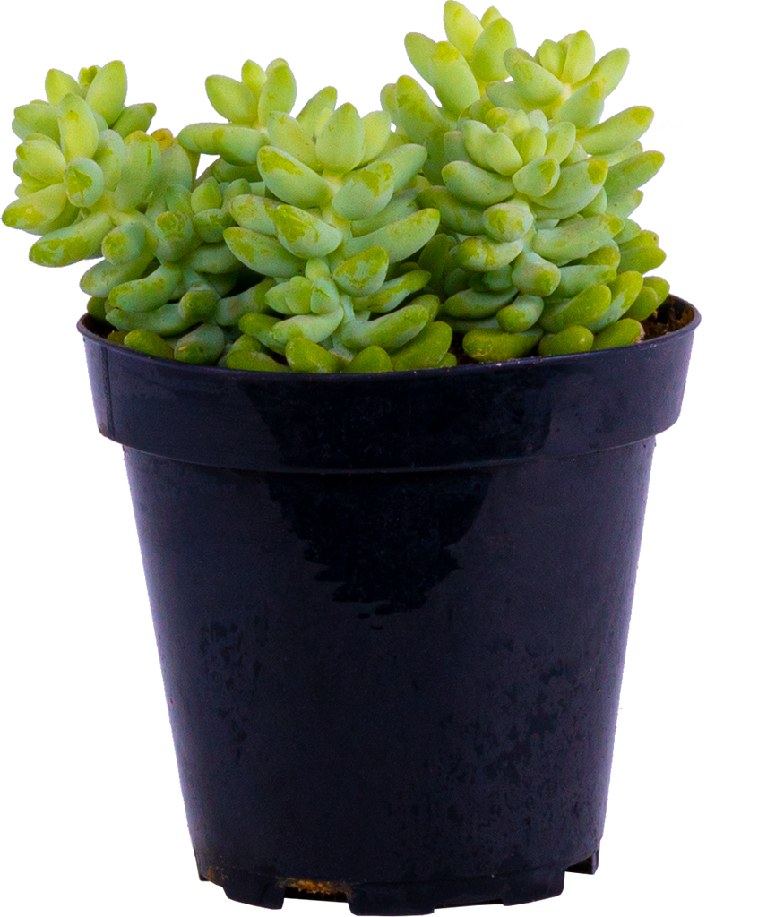 Sedum Morganianum | String of Burritos | 4" Pot | Houseplant | Plantsome