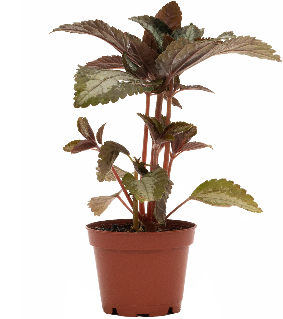 Pilea Silver Tree | 2.5" Pot | | Plantsome