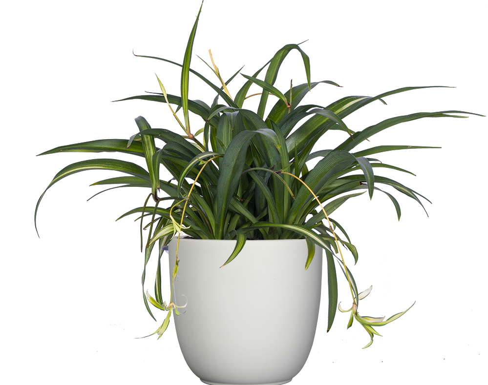 Spider Plant Green | Chlorophytum | 8" Pot | Easy Care Houseplant ...