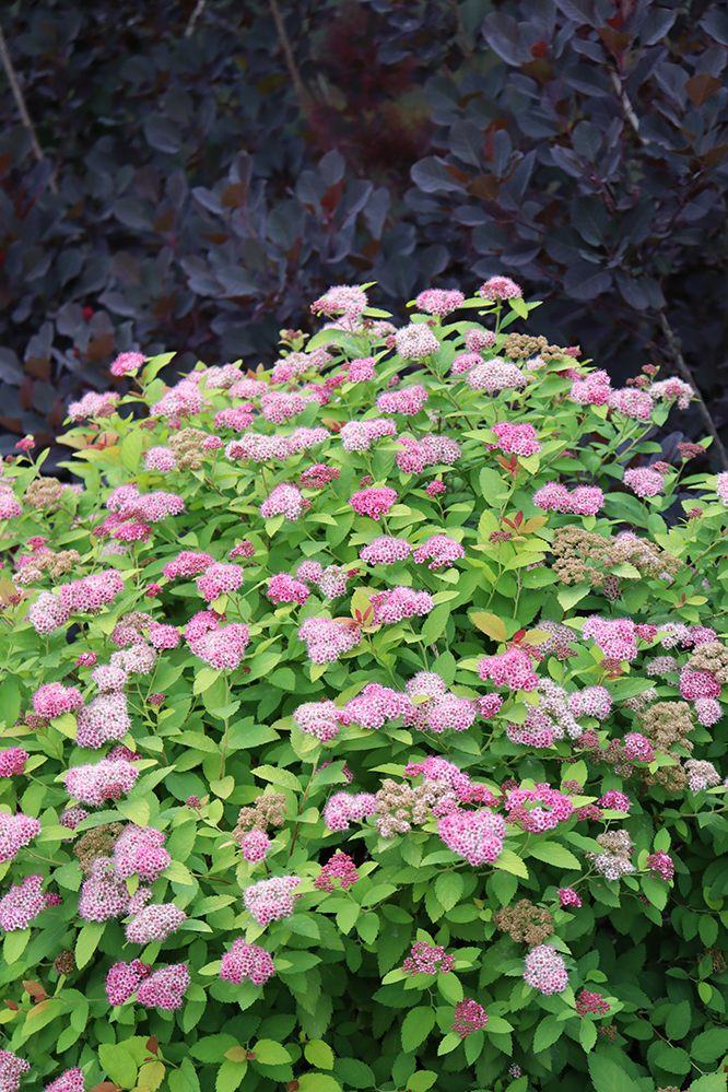 Double Play Big Bang | Spiraea Tracy | Proven Winners | 4" Pot | Easy ...