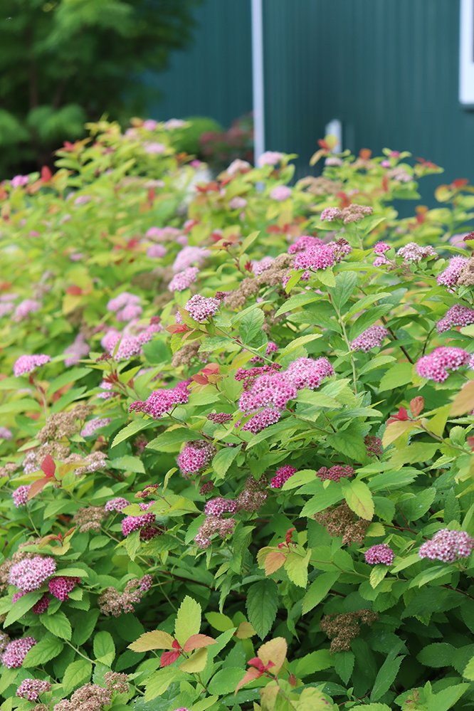 Double Play Big Bang | Spiraea Tracy | Proven Winners | 4" Pot | Easy ...