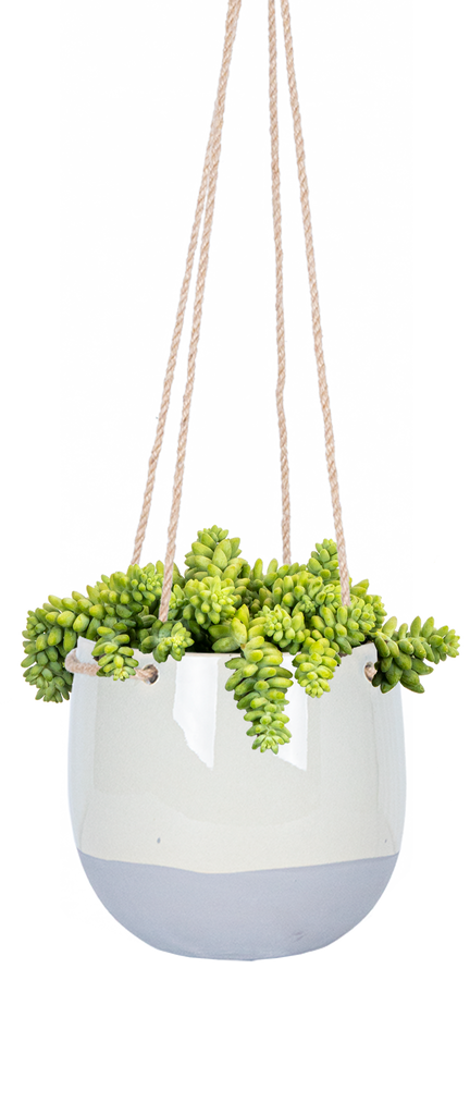 Sedum Morganianum | String of Burritos | 6" Pot | Houseplant | Plantsome