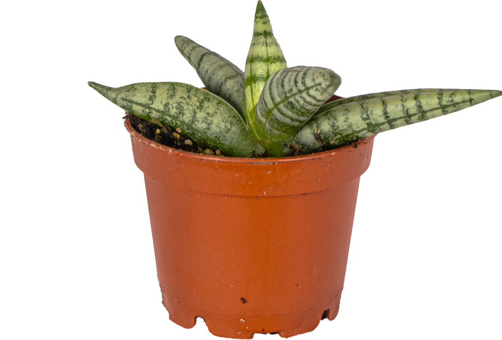 Sansevieria Boncel | 2.5" Pot | Easy Care | Plantsome