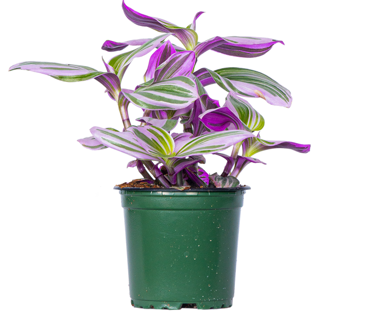 Tradescantia Nanouk | 4