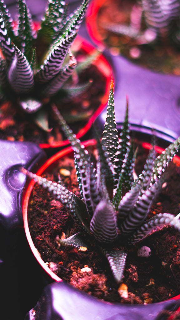 Haworthia | Zebra Cactus | 2.5" Pot | Pet Friendly And Easy Care ...