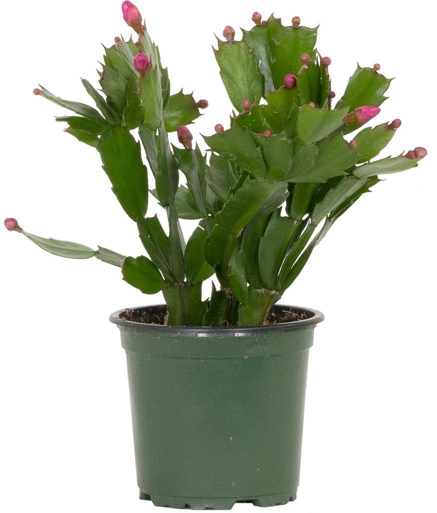 Schlumbergera Truncata | Zygo Holiday Cactus | 6" Pot | Easy Care ...
