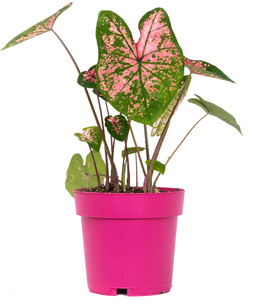 Caladium | Carousel | 8" Pot | Houseplant | Plantsome