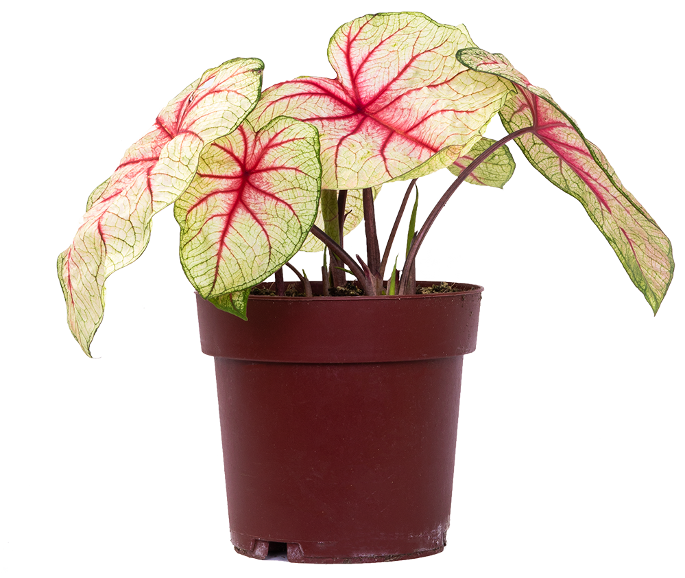 Caladium | White Queen | 8" Pot | Houseplant | Plantsome
