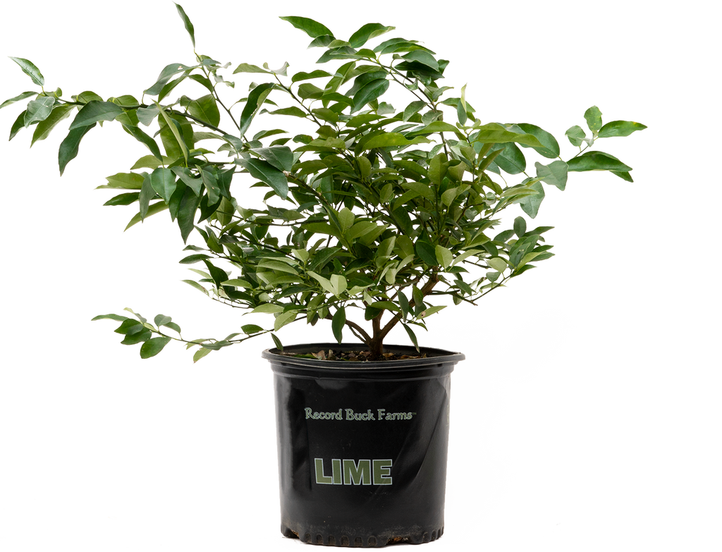 Citrus Key Lime | 10" Pot | Garden Plant | Plantsome